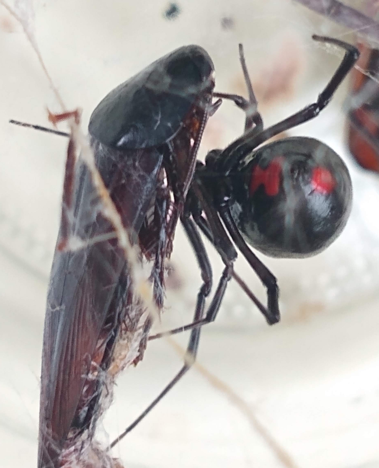 What’s in a Name, Pt 2. | An Entomologist's BioBlog